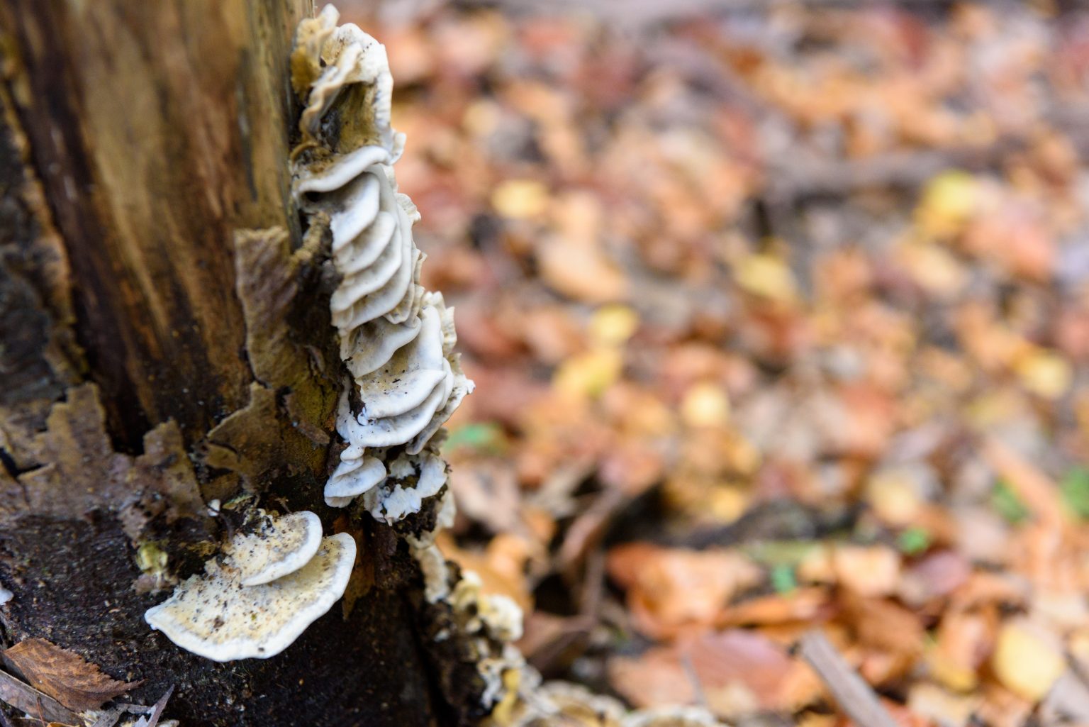 Tree Health 101: Is White Fungus on Trees Dangerous? - Tree Removal and ...